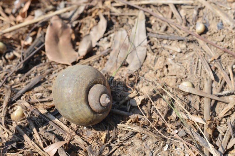 Periwinkle Shell on Dry Ground. Stock Image - Image of gastropod ...