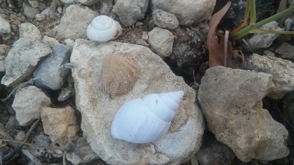 Periwinkle Shells and a Petrified Oyster Shell Stock Photo - Image of ...