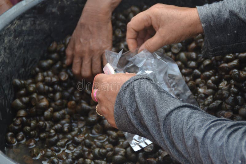 Periwinkle stock image. Image of soil, cooking, pick - 59165579