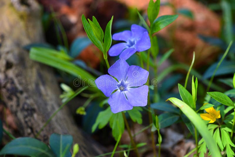 Periwinkle Vinca Blue Spring Flowers in the Forest Stock Photo - Image ...