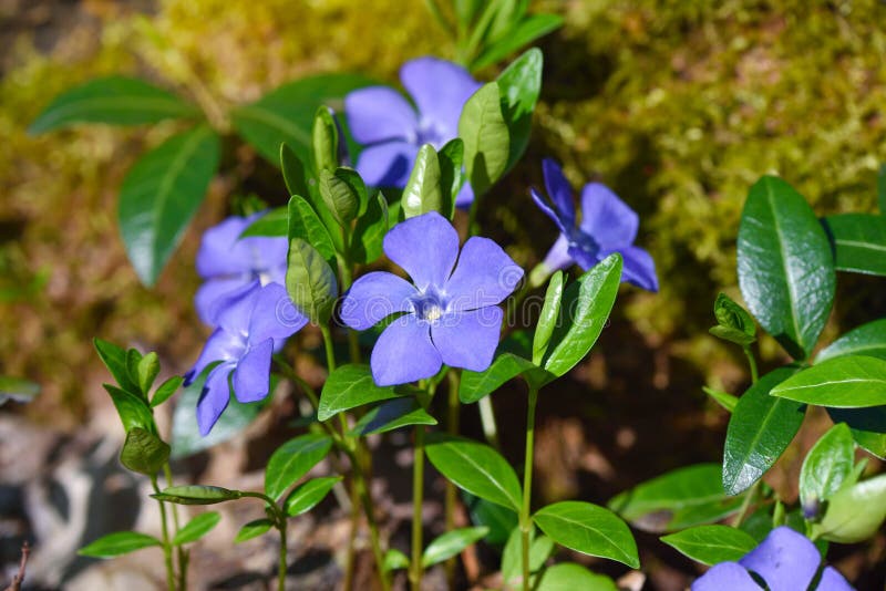 Periwinkle Vinca Blue Spring Flowers in the Forest Stock Image - Image ...