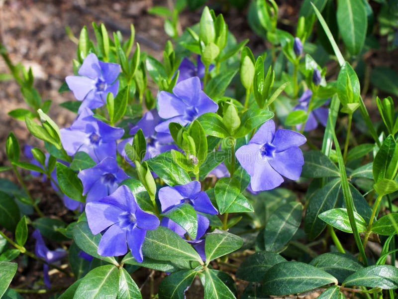 Periwinkle Vinca Plant in the Garden Ground Stock Image - Image of ...