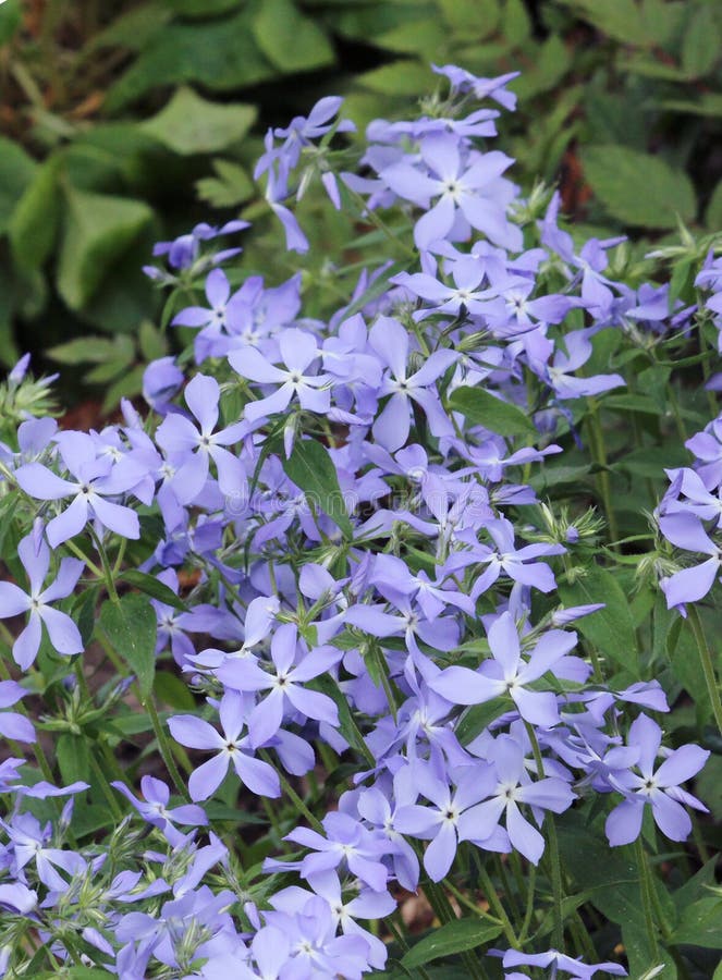 Periwinkle Vinca Blue Spring Flowers Stock Image - Image of beauty ...
