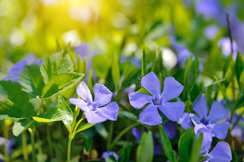 Periwinkle Vinca Blue Spring Flowers in the Sunlight Stock Photo ...