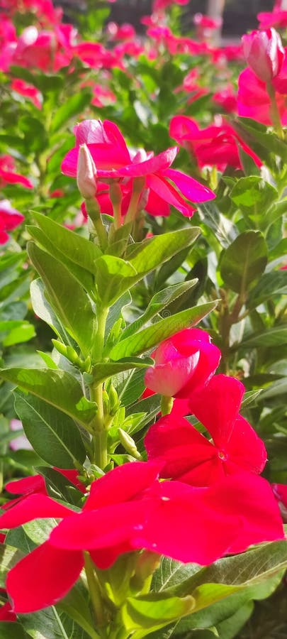 Periwinkle (Vinca)Periwinkle (Vinca) Stock Photo - Image of produce ...