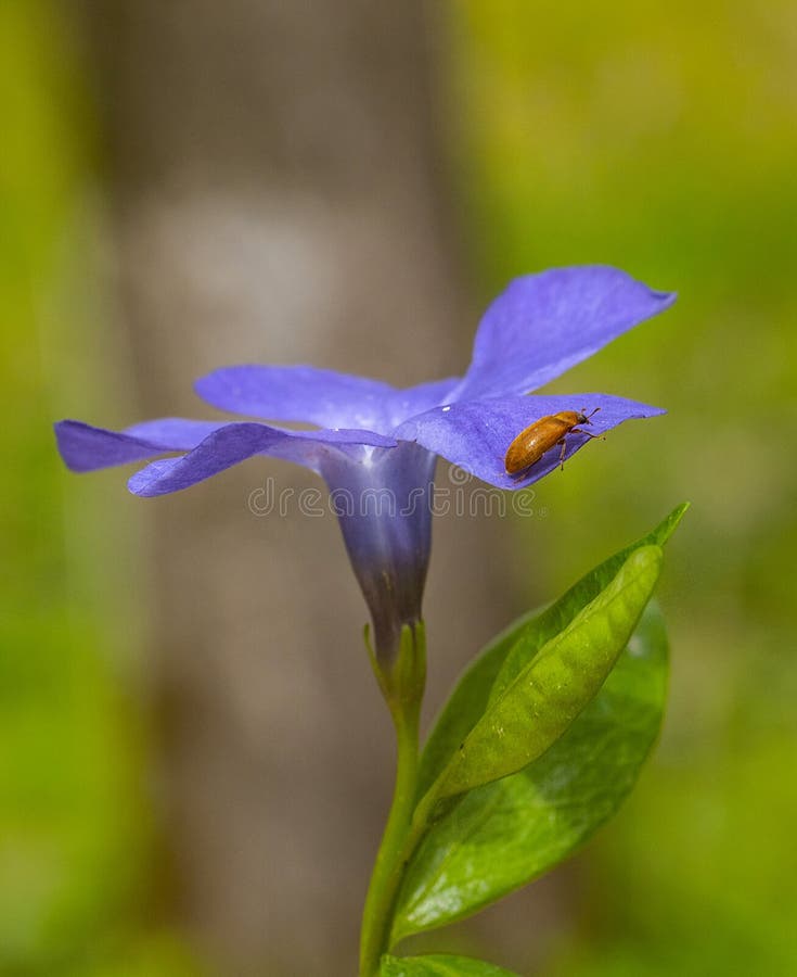Buturus Tomentosus Stock Photos - Free & Royalty-Free Stock Photos from ...