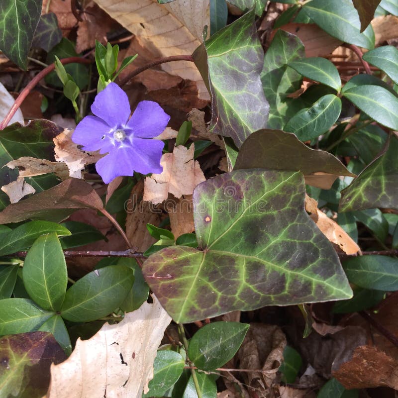 Periwinkle in Violet stock image. Image of growing, floor - 86627357