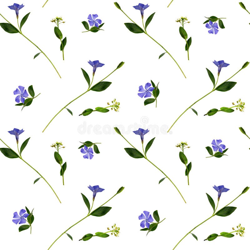 Periwinkle Wild Flower Hand Drawn Detailed Illustration Stock Vector ...