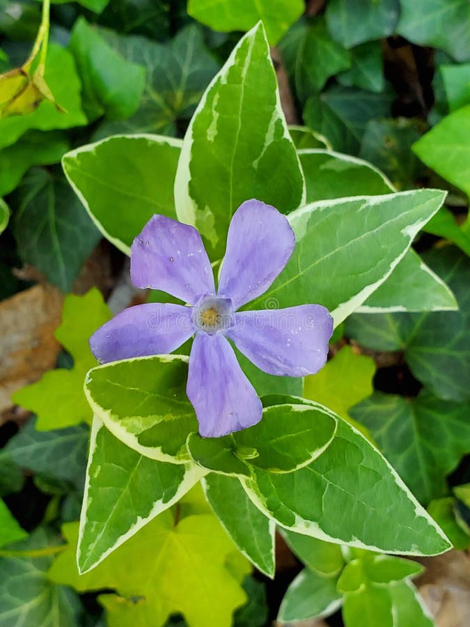 Periwinkle Wild Vinca stock photo. Image of purple, periwinkle - 225705892