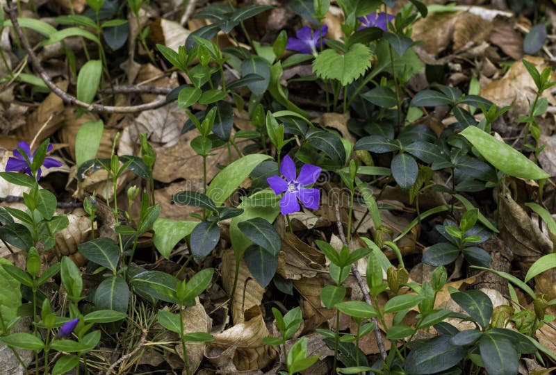 Periwinkle wildflowers stock photo. Image of growth, horticulture ...