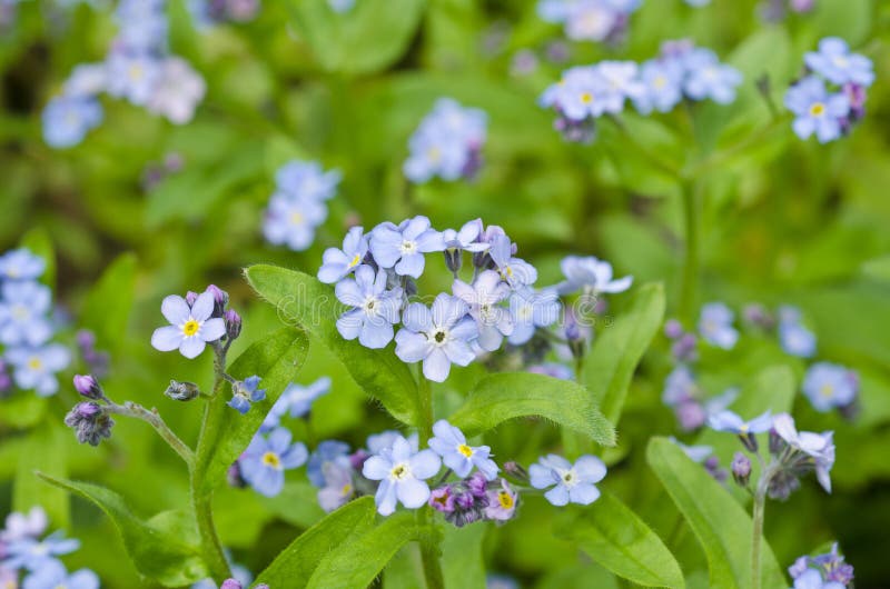 Periwinkles Blooming in the Spring Stock Image - Image of periwinkles ...
