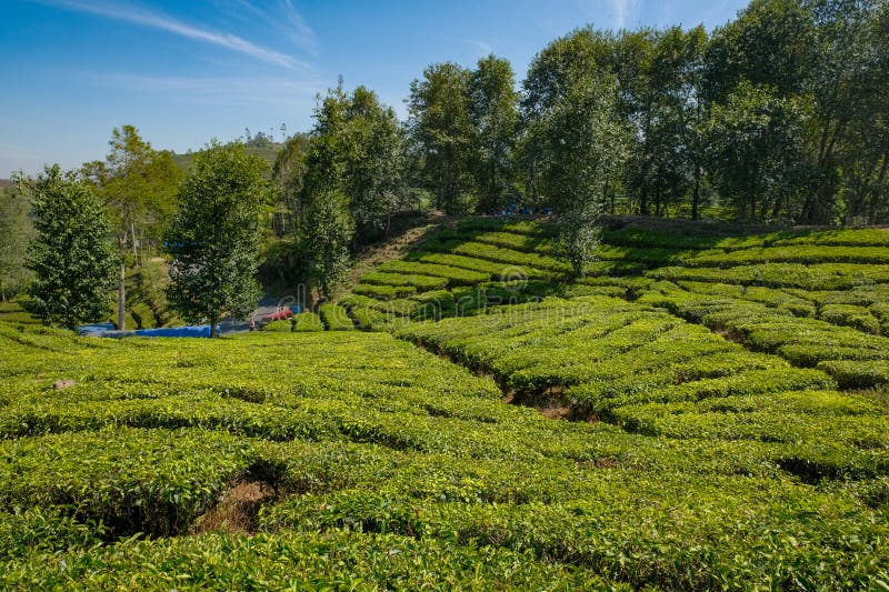 Perkebunan Tea Fields Stretching into the Horizon Stock Photo - Image ...