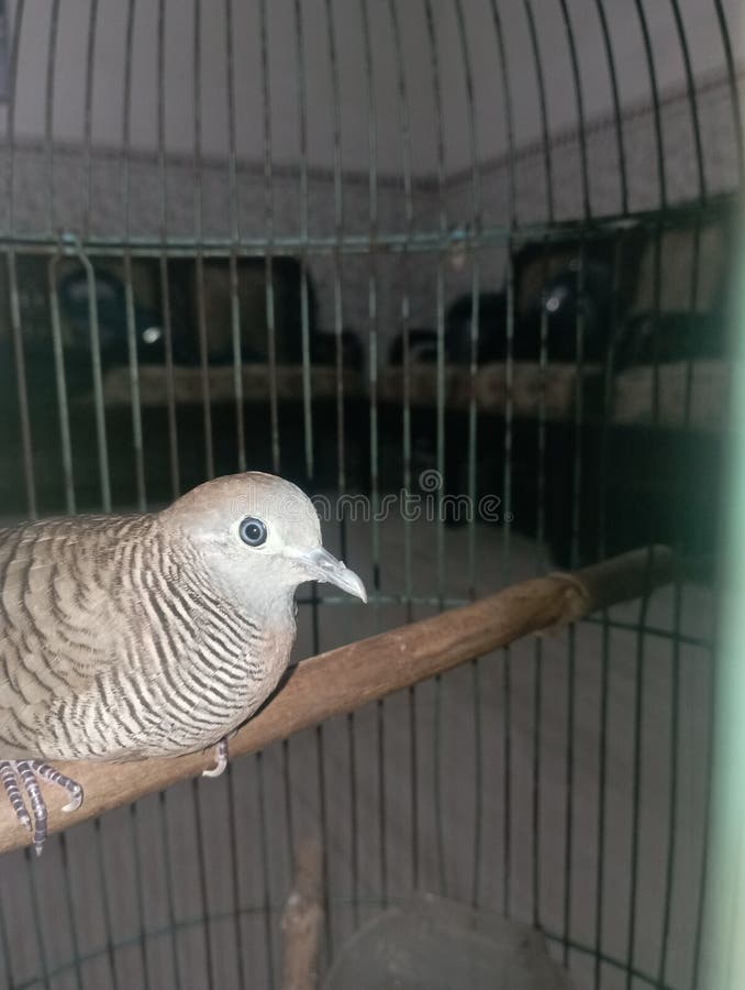 Birdmagic Stock Photos - Free & Royalty-Free Stock Photos from Dreamstime