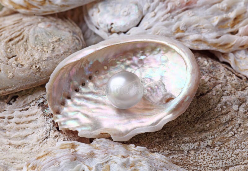 Perlas Del Placer De La Imagen En Un Shell Foto de archivo - Imagen de ...