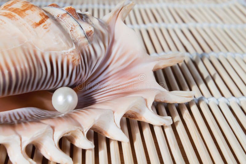 Perle dans un coquillage image stock. Image du starfish - 42752483