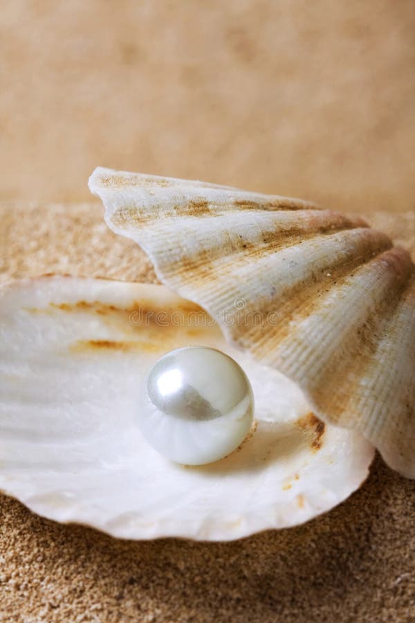 Perle auf dem Seashell stockbild. Bild von küste, verzierung - 10005185