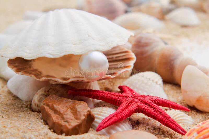 Perle Auf Der Muschel. Das Exotische Seeoberteil. Schatz Von Stockfoto ...