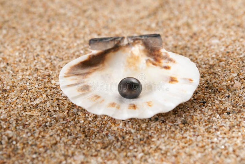 Perle auf der Muschel stockfoto. Bild von standorte, bild - 32501584