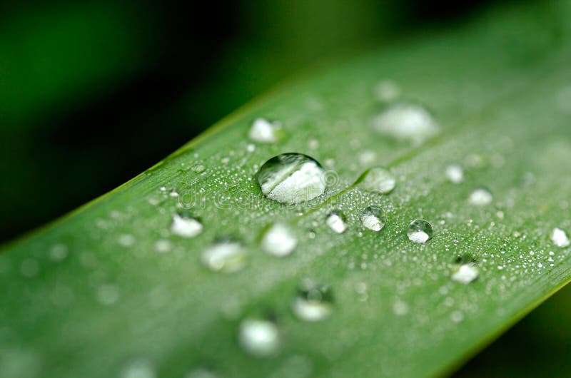 Branello Della Rugiada Sulla Lamierina Di Erba Fotografia Stock ...