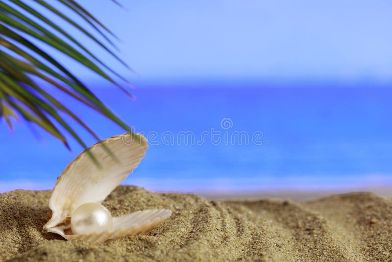 Perle in Einer Muschel - Kopieren Sie Raum Stockfoto - Bild von ozean ...