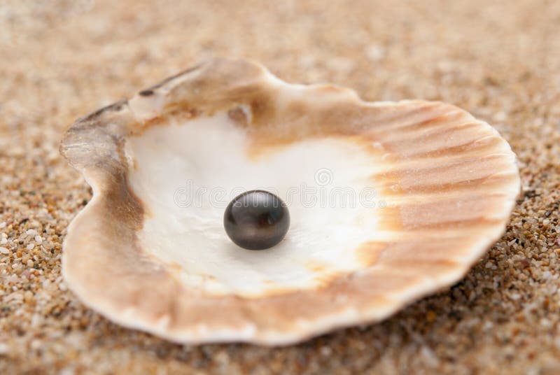 Perle sur le coquillage photo stock. Image du lagune - 32501912