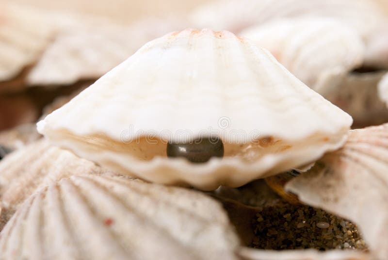 Perle sur le coquillage photo stock. Image du littoral - 32501912