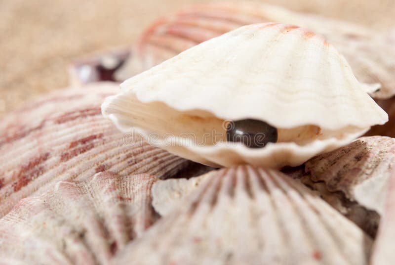 Perle sur le coquillage photo stock. Image du lagune - 32501912