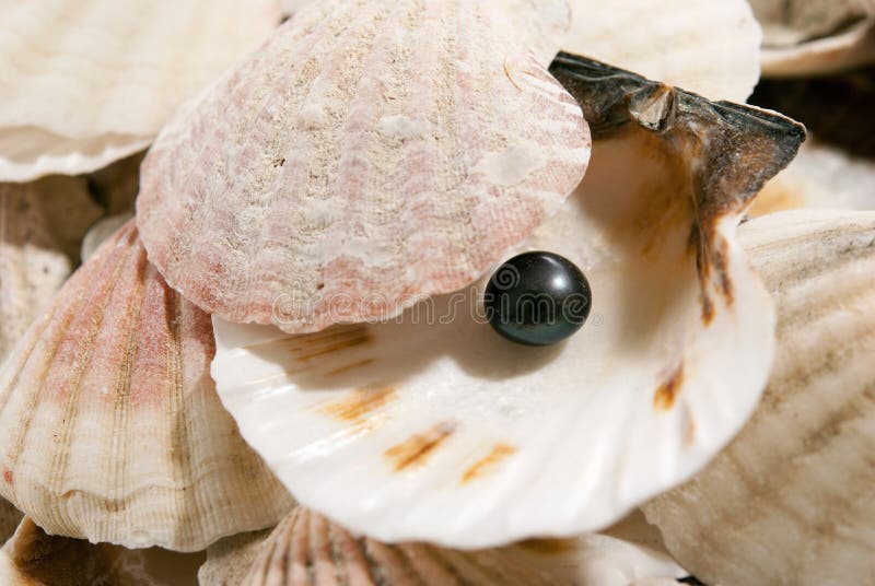 Perle sur le coquillage photo stock. Image du coloré - 32501938