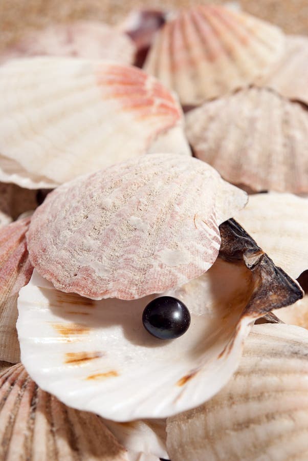 Perle sur le coquillage image stock. Image du seafood - 32501969