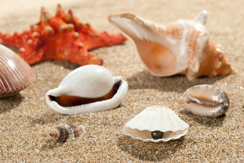 Perle sur le coquillage photo stock. Image du coquillage - 32501912
