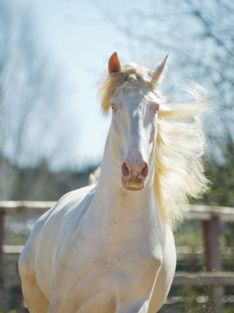 195 Perlino Stock Photos - Free & Royalty-Free Stock Photos from Dreamstime