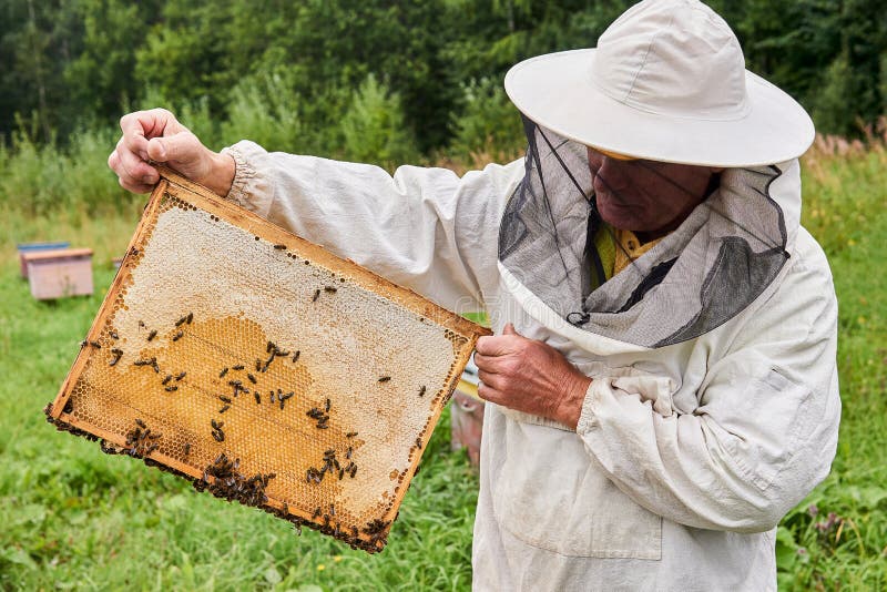 Beekeeper Examines the Honeycomb Frame Removed from the Hive, Holding ... Beekeeper Examines the Honeycomb Frame Removed from the Hive, Holding ...