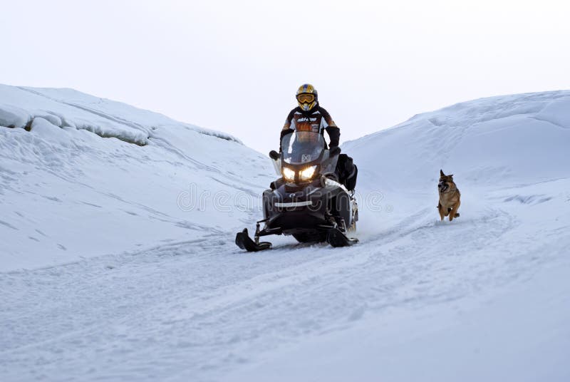 Man is Riding a Snowmobile among the Hummocks, Accompanied by a Running ... Man is Riding a Snowmobile among the Hummocks, Accompanied by a Running ...
