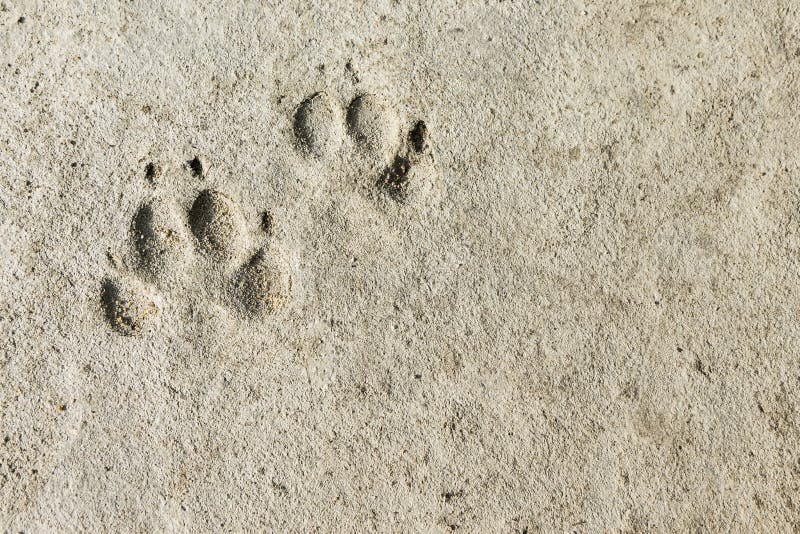 Permanent footprints stock photo. Image of hoof, sign - 44145914