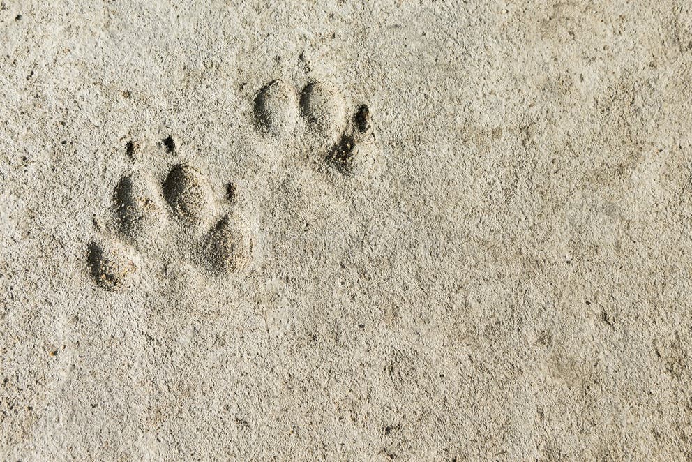 Permanent footprints stock photo. Image of hoof, sign - 44145914