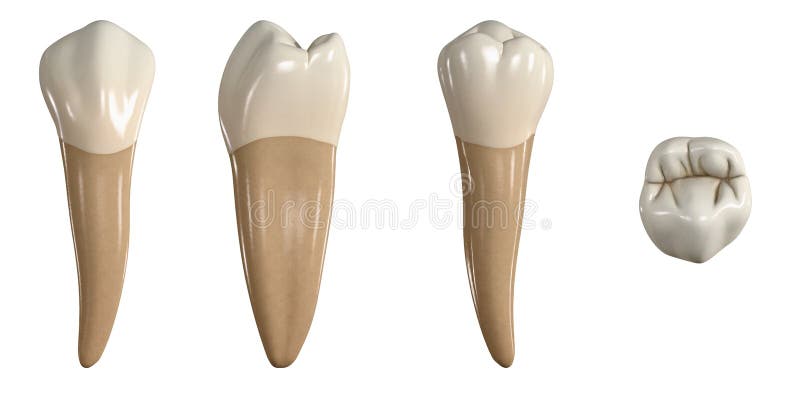 Permanent Upper Second Premolar Tooth. 3D Illustration of the Anatomy ...