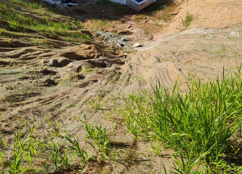 Permanent Slope Protection with Grass Using the Hydroseed Method. Stock ...