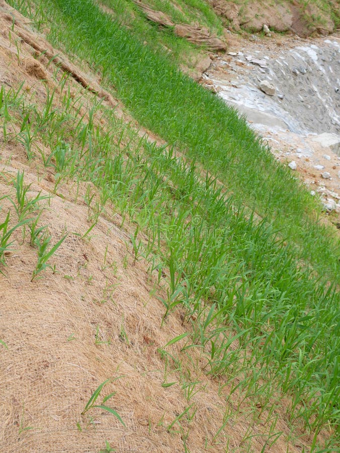 Permanent Slope Protection with Grass Using the Hydroseed Method. the ...