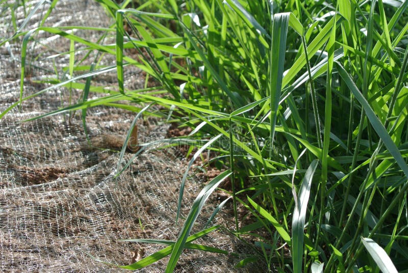 Permanent Slope Protection with Grass Using the Hydroseed Method. the ...