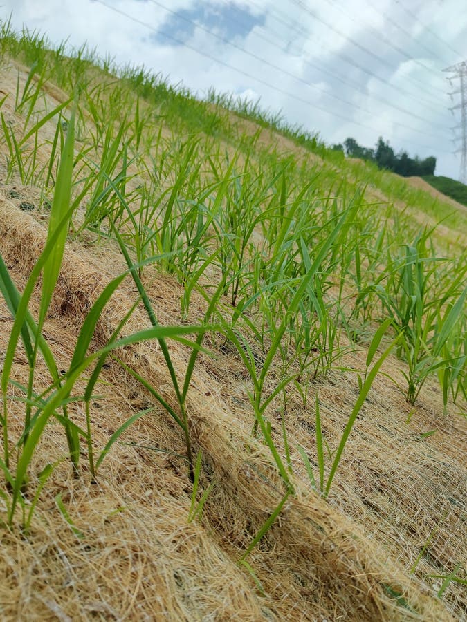 Permanent Slope Protection with Grass Using the Hydroseed Method. Stock ...