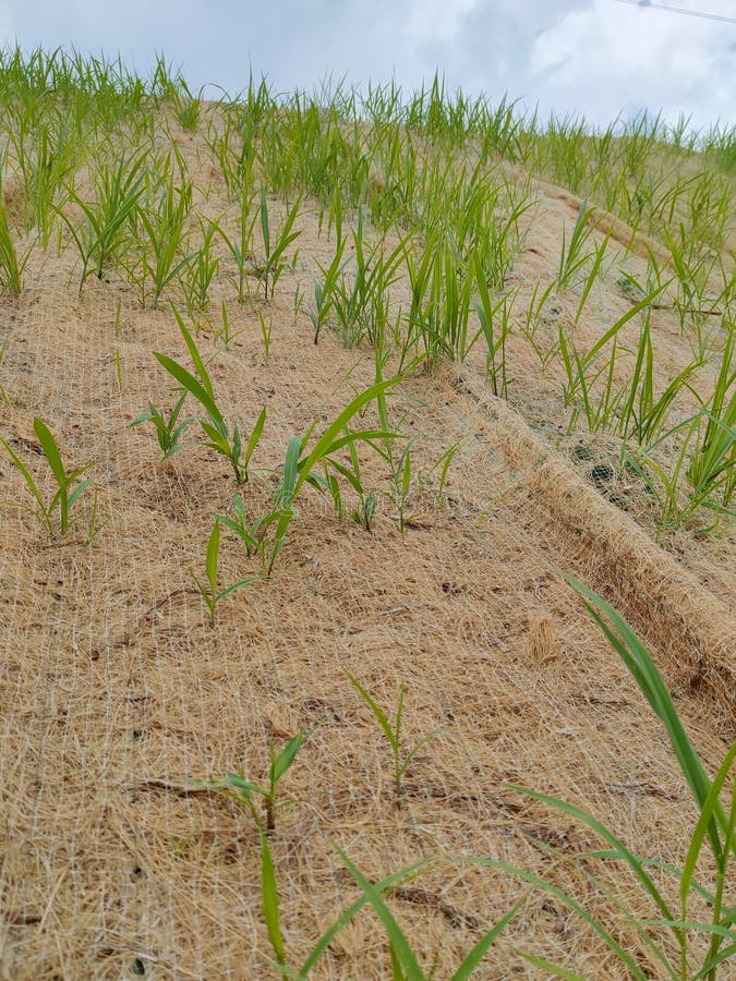 Permanent Slope Protection with Grass Using the Hydroseed Method. Stock ...