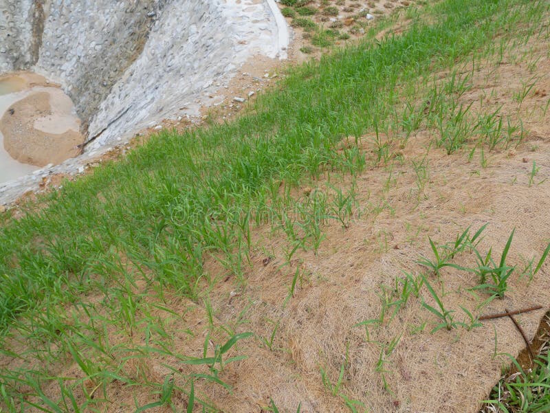 Permanent Slope Protection with Grass Using the Hydroseed Method. Stock ...