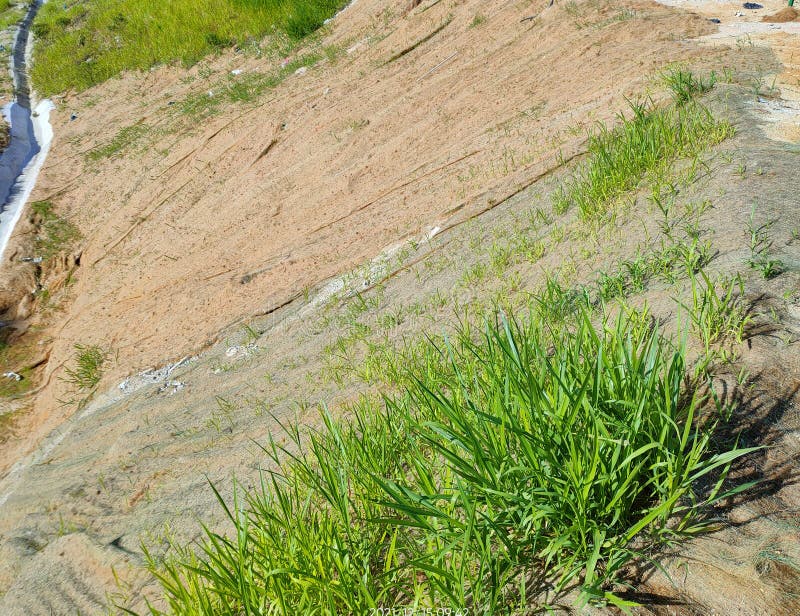 Permanent Slope Protection with Grass Using the Hydroseed Method. Stock ...