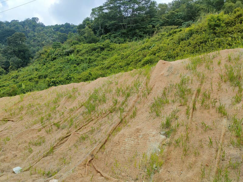 Permanent Slope Protection with Grass Using the Hydroseed Method. Stock ...