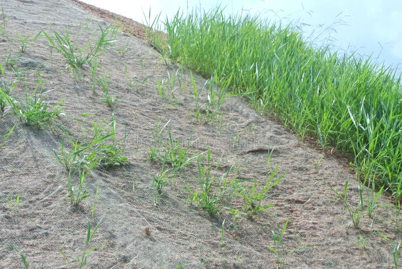 Permanent Slope Protection Using the Close Turfing Method To Prevent ...