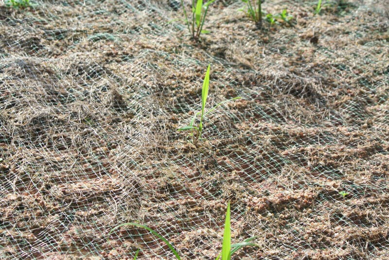 Permanent Slope Protection Using the Close Turfing Method To Prevent ...