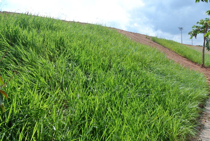 Permanent Slope Protection Using the Close Turfing Method To Prevent ...