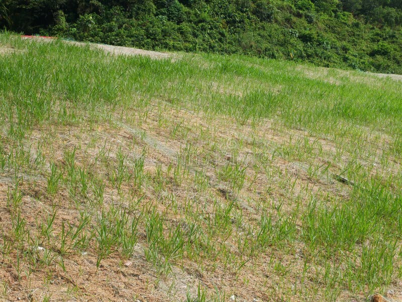 Permanent Slope Protection with the Natural Grass Using the Hydroseed ...