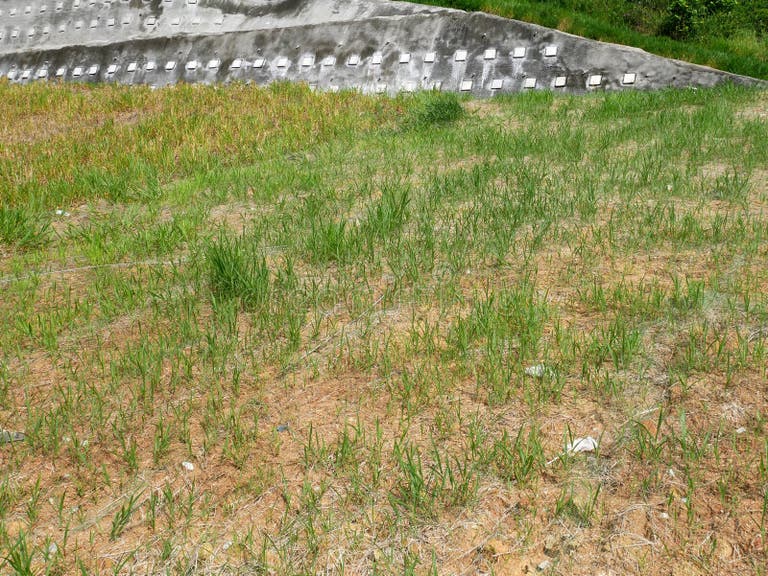 Permanent Slope Protection with the Natural Grass Using the Hydroseed ...