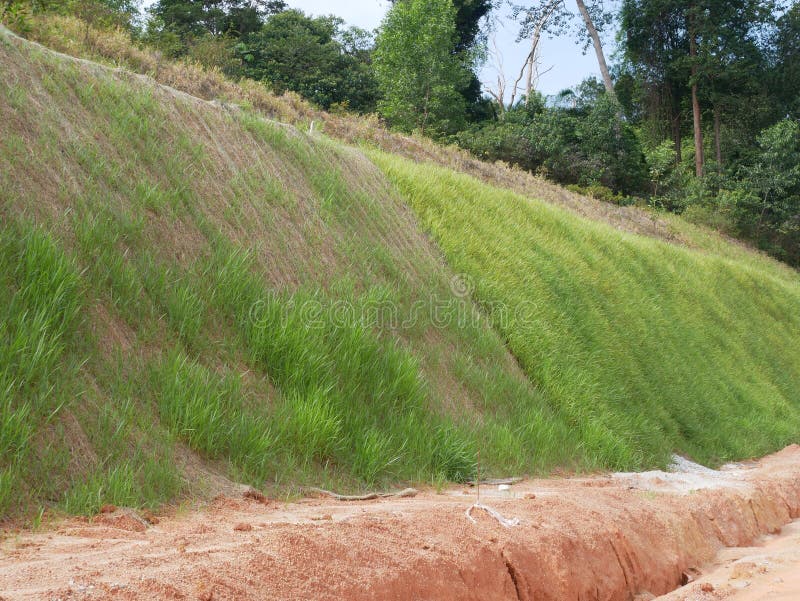 Permanent Slope Protection with Grass Using the Hydroseed Method. Stock ...